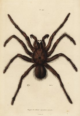 Goliath Tarantula Theraphosa Blondi