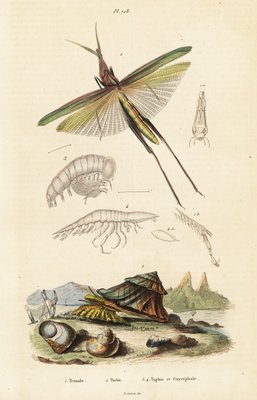 African grasshopper and turban shell.
