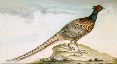 Pheasant Watercolor