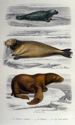 Zoology chart depicting a seal, a walrus and a sea lion. 19th century