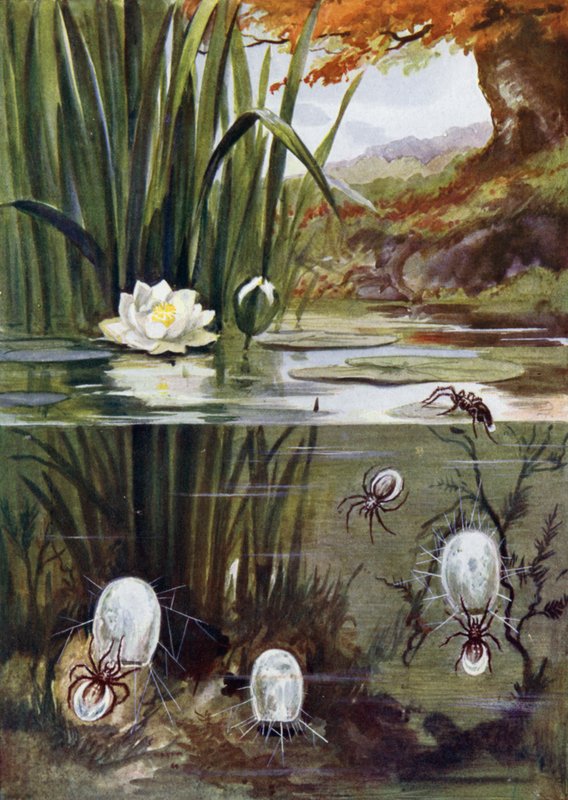 The Water Spider and Its Diving Bell by Arthur Twidle