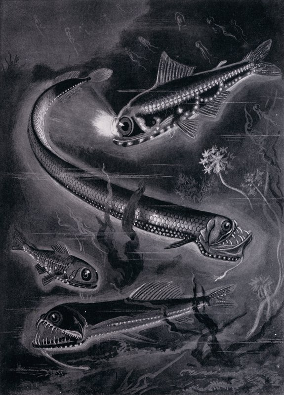 Self-Luminant Fishes by Arthur Twidle: Buy fine art print