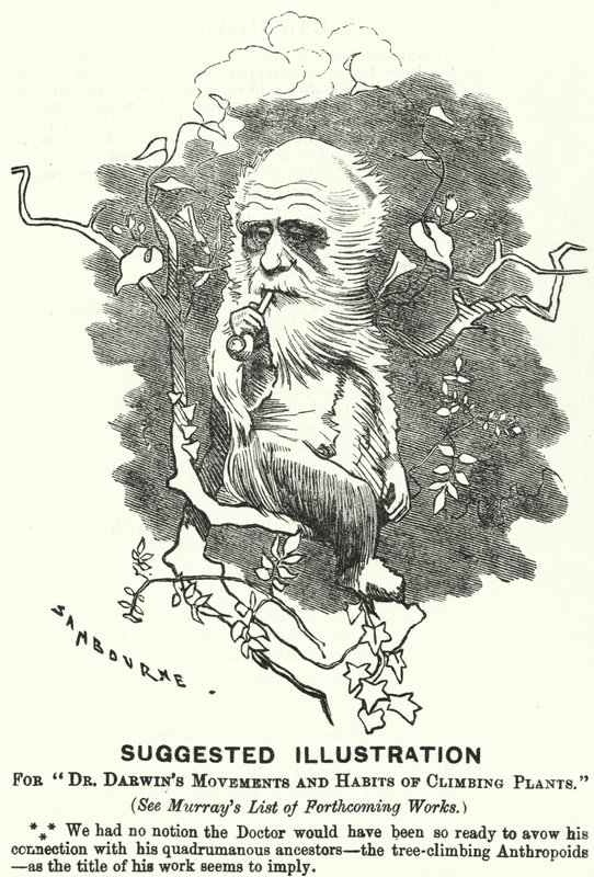 Punch Cartoon: Suggested Illustration for Dr Darwin's Movements and ...