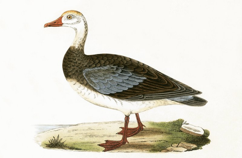 Blue Winged Goose, illustration from 'A History of the Birds of Europe ...