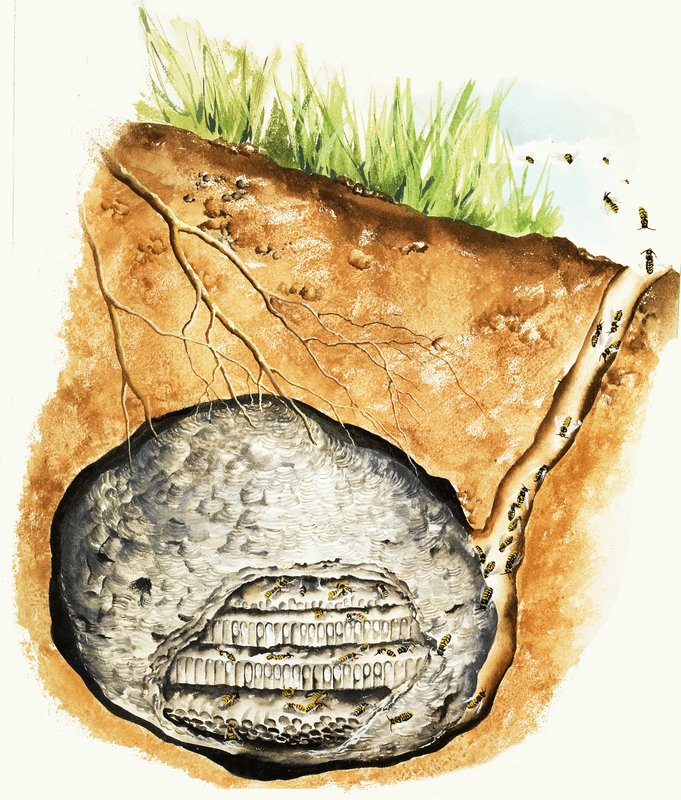 Underground Hornet Nest Hornet Nest Vs Wasp Nest: How To Tell The