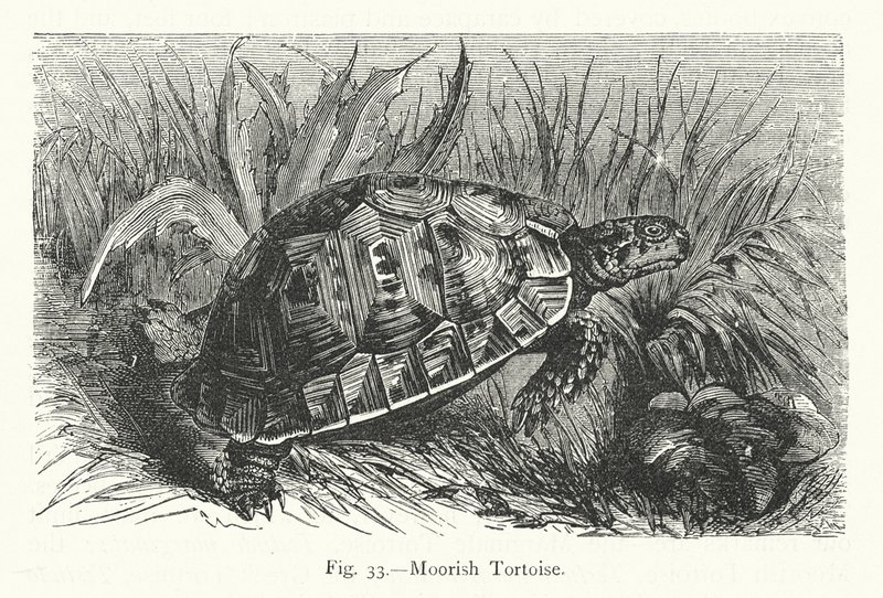Moorish Tortoise by European School: Buy fine art prints