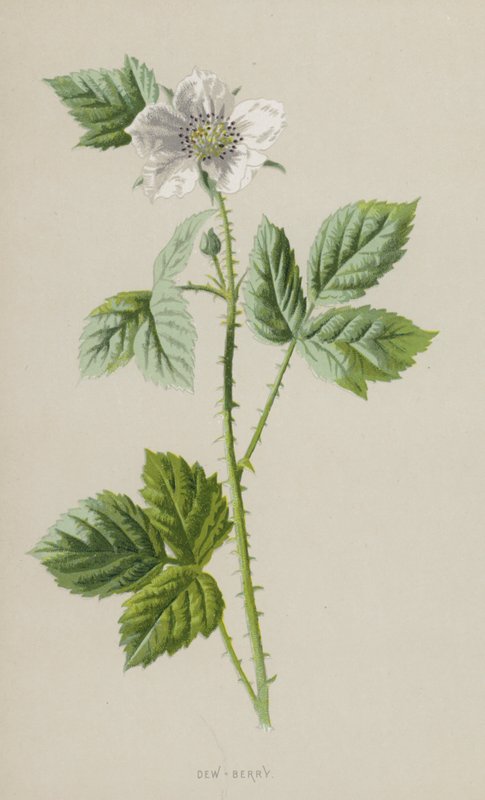 Dew-Berry by Frederick Edward Hulme: Buy fine art print