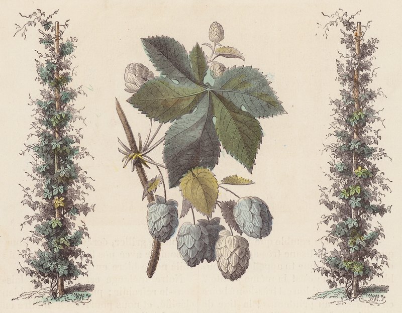 Hops for Beer Making by French School: Buy fine art prints