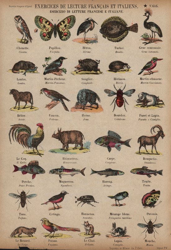 All Animals Names In French