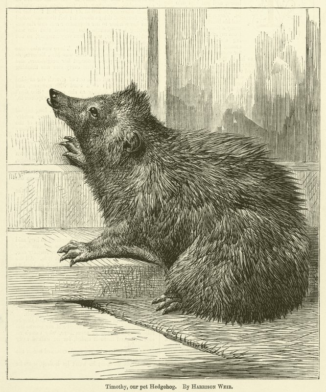 Timothy The Hedgehog